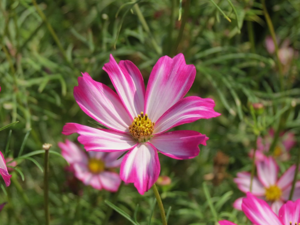 Cosmos at Wisley | Sally Nex